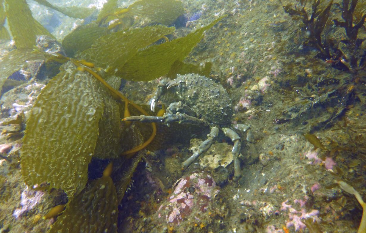 Stephan's SCUBA Stuff